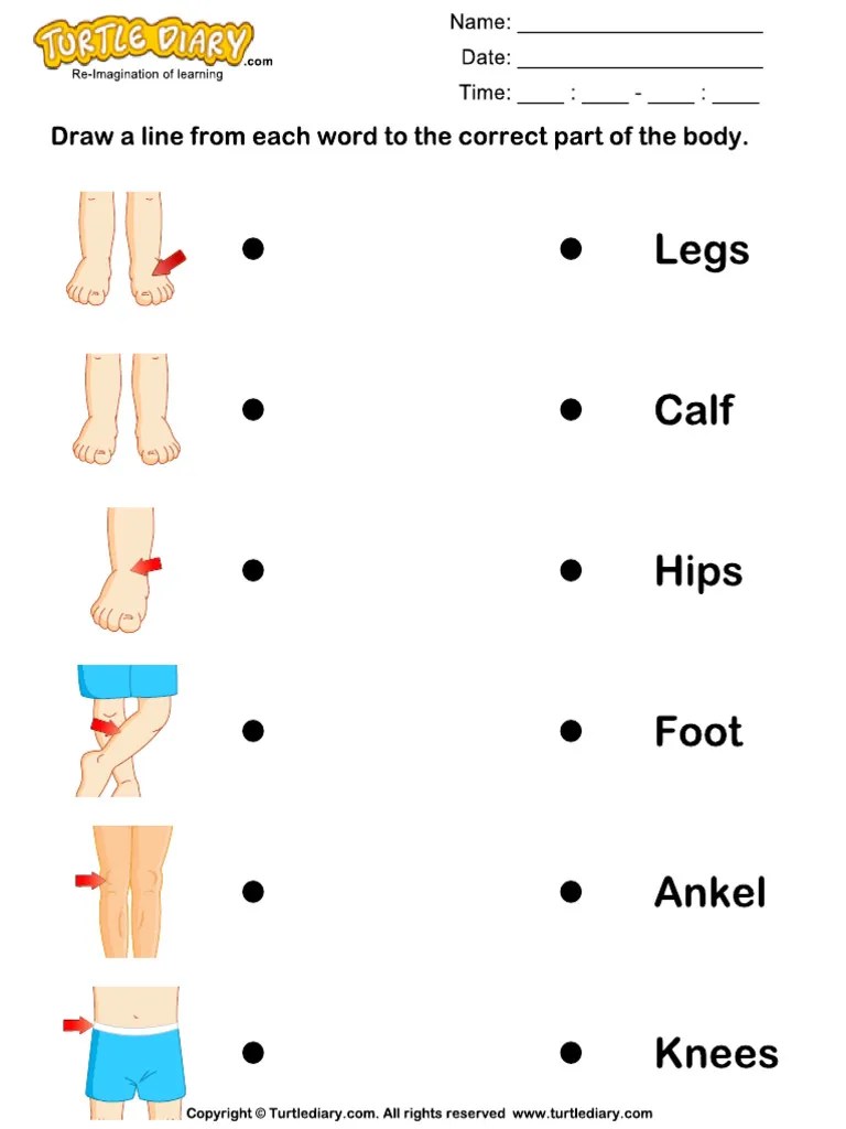 Human Parts Of The Body | PDF