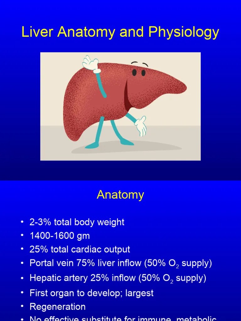 Liver Anatomy And Physiology Overview Pdf Liver Medical Specialties