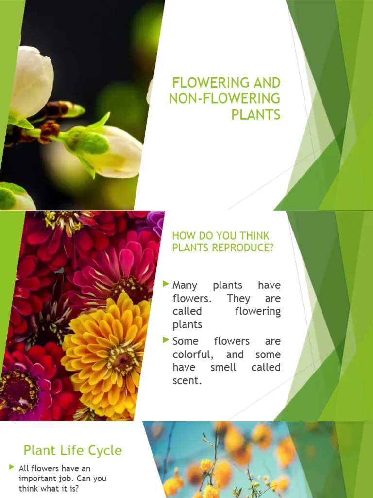 Flowering And Non-Flowering Plants | PDF | Flowers | Pollination