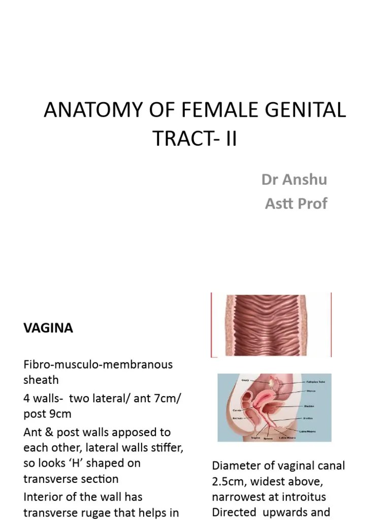 Anatomy Of The Female Vagina And Vulva Pdf Labia Vagina
