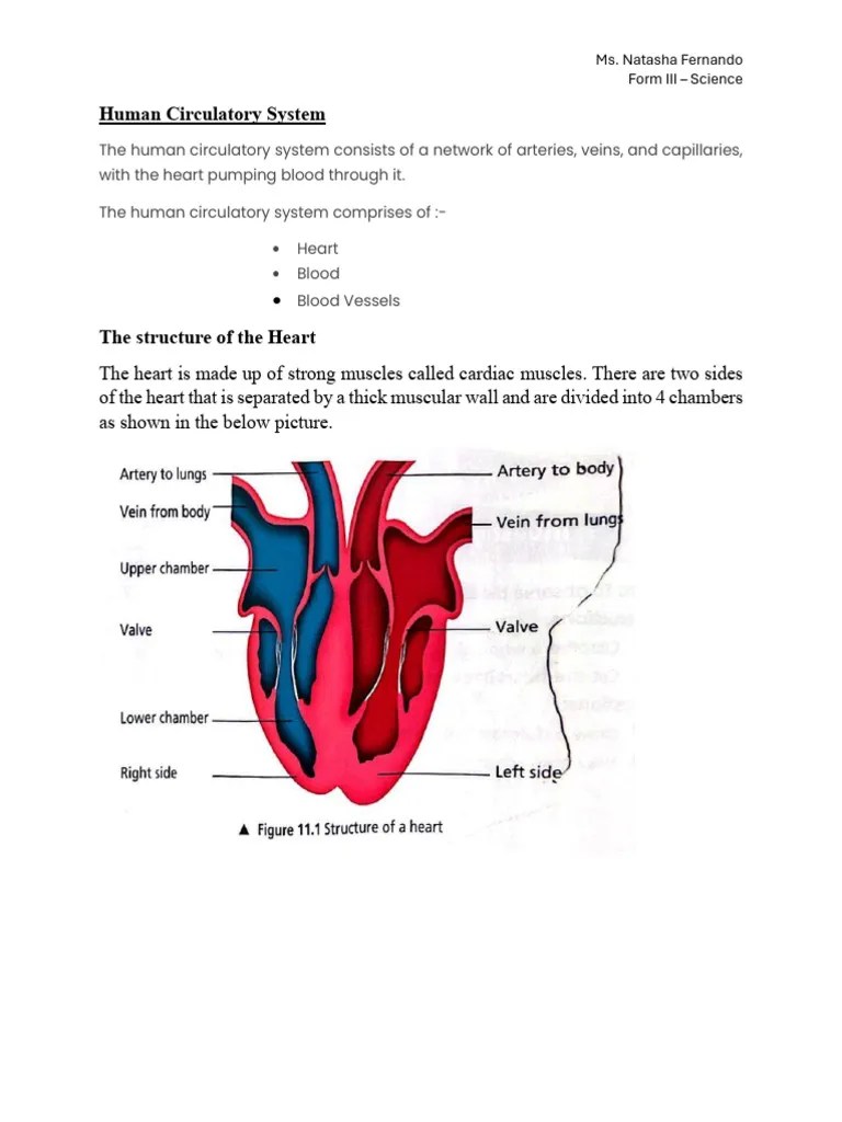 Human Circulatory System F3 Pdf