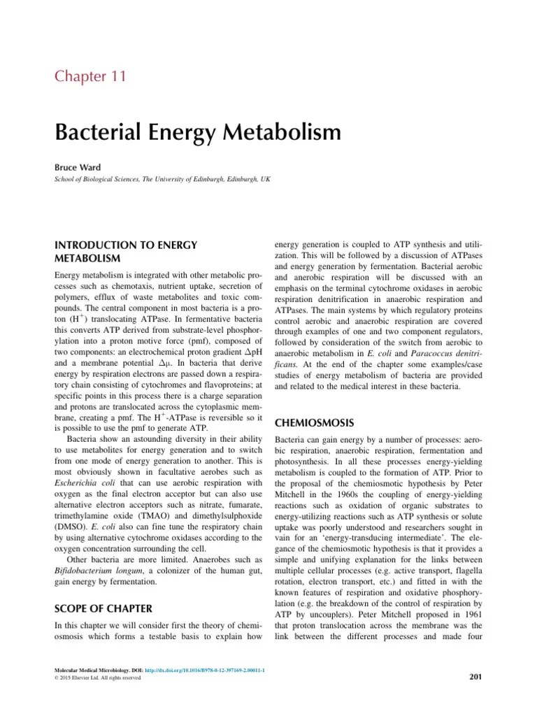 Bacterial Energy Metabolism Pdf Cellular Respiration Lactic Acid