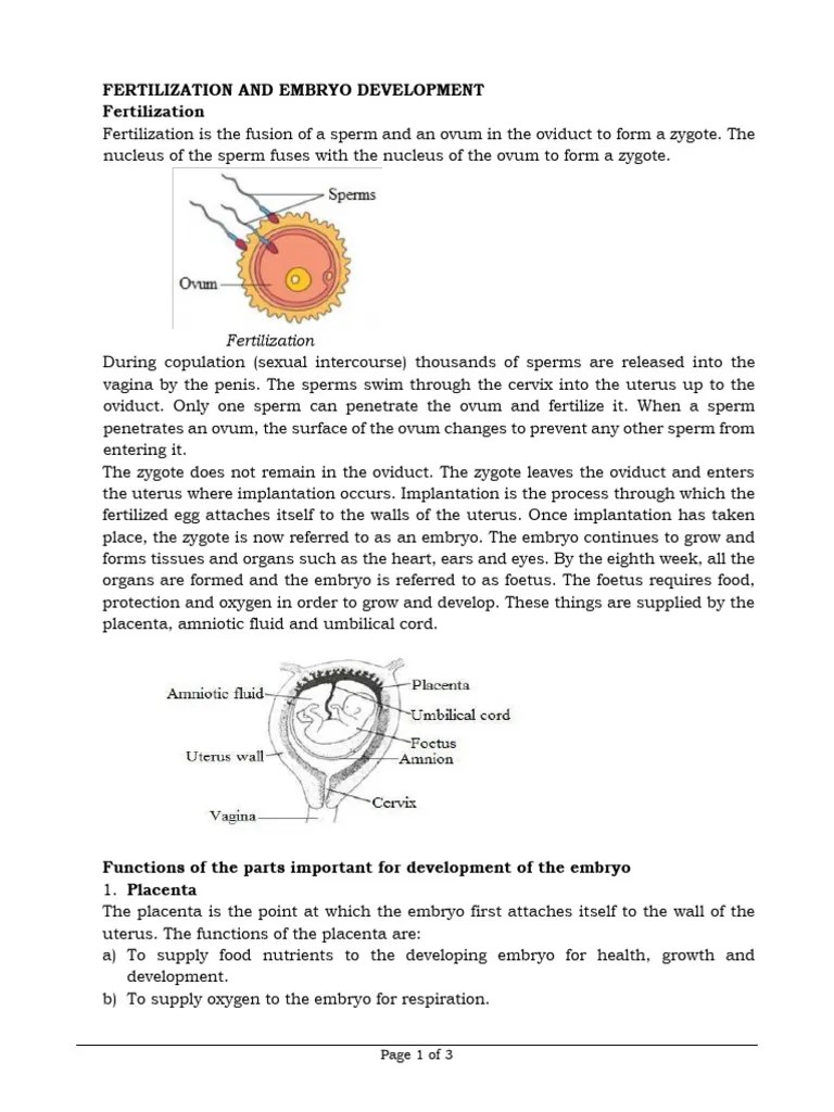 7 - Fertilization And Embryo Development | PDF | Fetus | Fertilisation