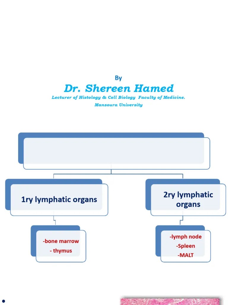 2 Lymph Node And Spleen Pdf Lymph Node Lymphatic System