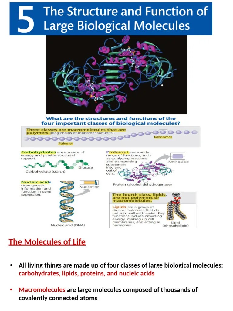 The Structure And Function Of Molecules Pdf Protein Structure