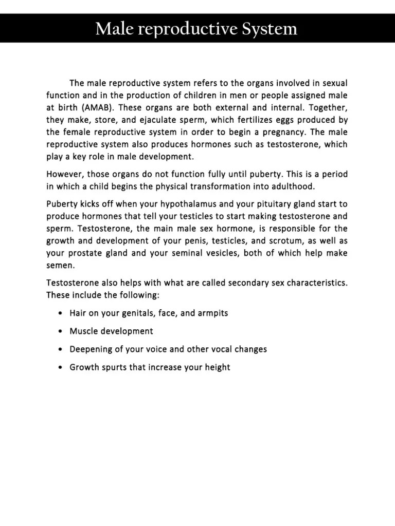 Male Reproductive System Pdf Reproductive System Prostate