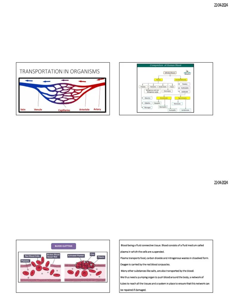 Circulation 10th Pdf Heart Ventricle Heart