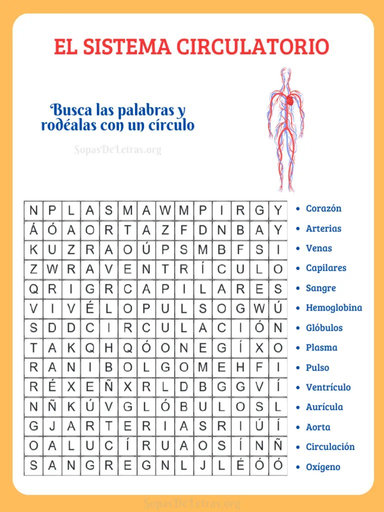 Sopa De Letras Sobre El Sistema Circulatorio Para Ninos De Quinto Grado
