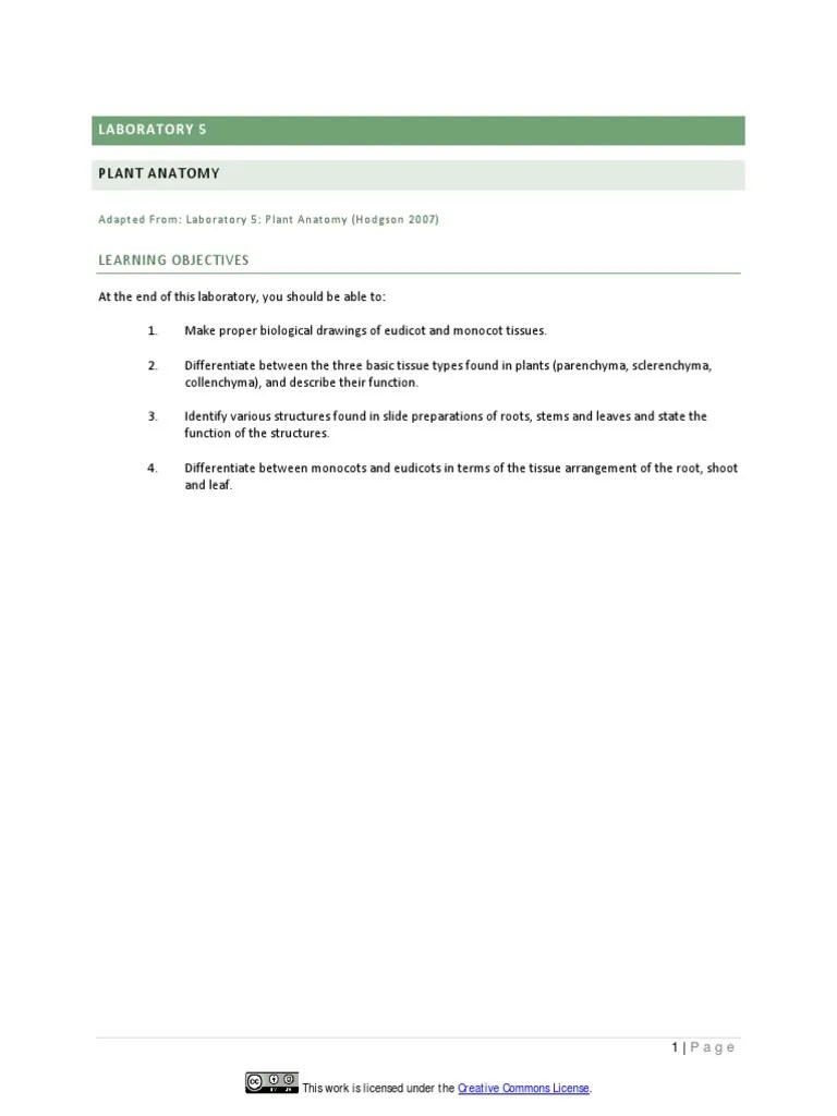 Bio 103 Lab 5 Plant Anatomy Pdf Pdf Plant Stem Tissue Biology