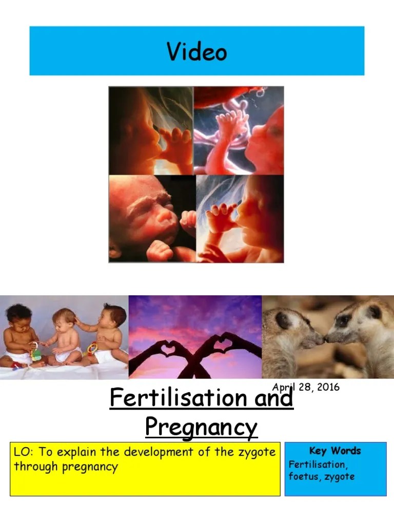 Fertilisation And Pregnancy | PDF | Fertilisation | Fetus