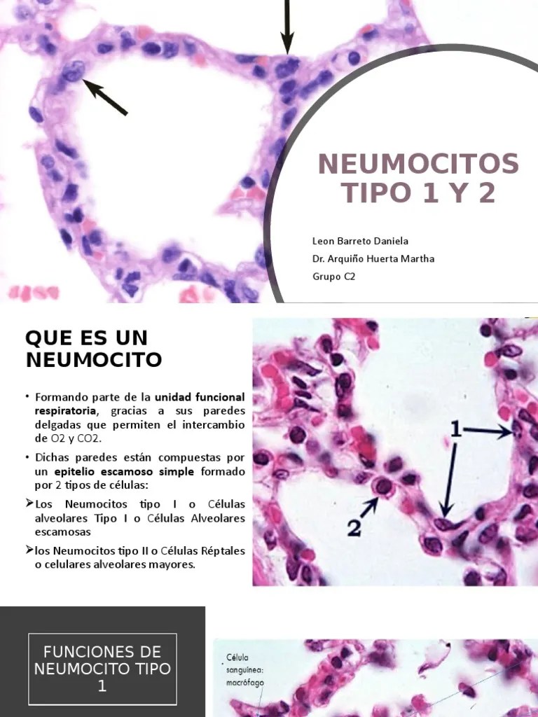 Funciones De Neumocitos Tipo 1 Y 2 Pdf Ciencia Y Matemáticas