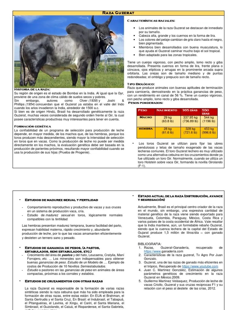 Características De La Raza Guzerat Pdf Vacas Animales Domesticados