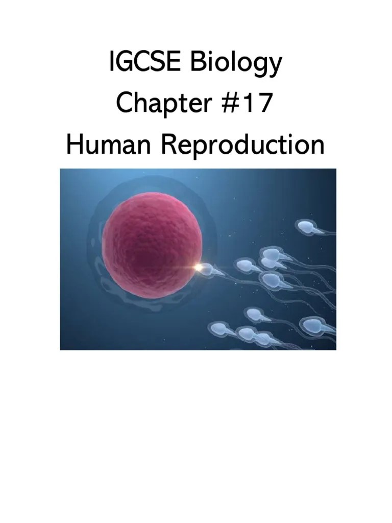 Igcse Biology Chapter 17 Human Reproduction Pdf Menstrual Cycle