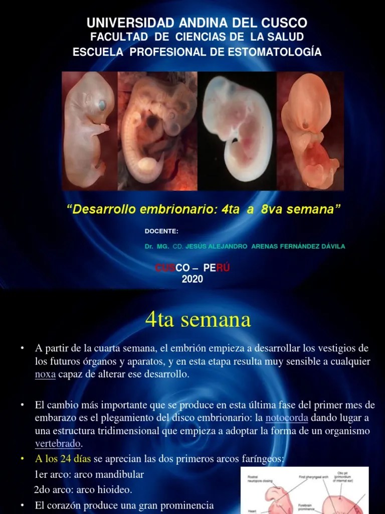 Desarrollo Embrionario Semanas 4 A 8 Pdf Embrión El Embarazo