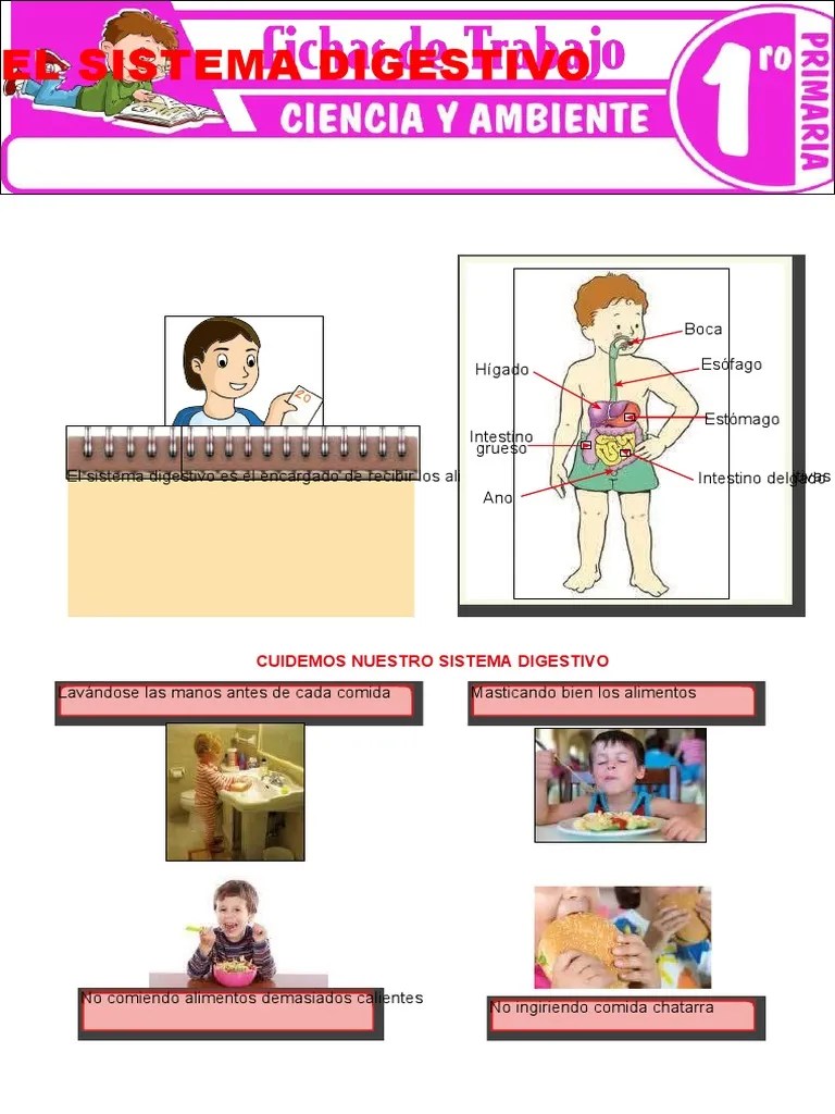 El Sistema Digestivo Para Niños Para Primer Grado De Primaria Pdf