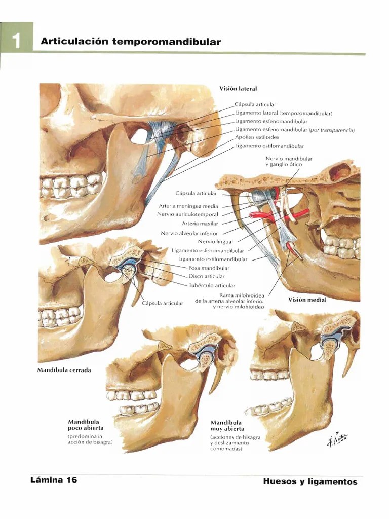 Articulacion Temporomandibular Pdf