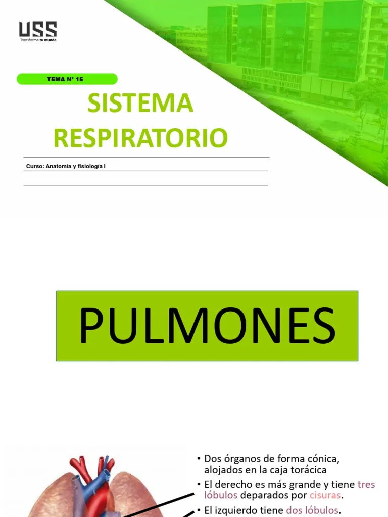 Tema 15 Sistema Respiratorio  Descargar gratis PDF  Pulmn  Sistema ...