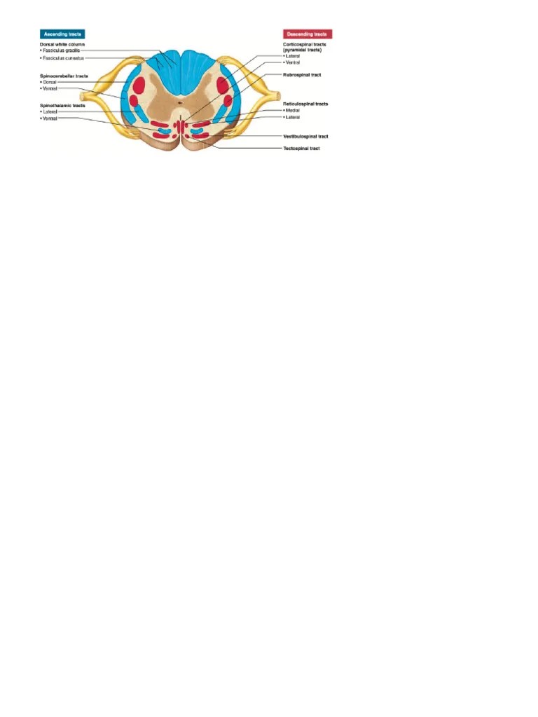 Dssd Pdf