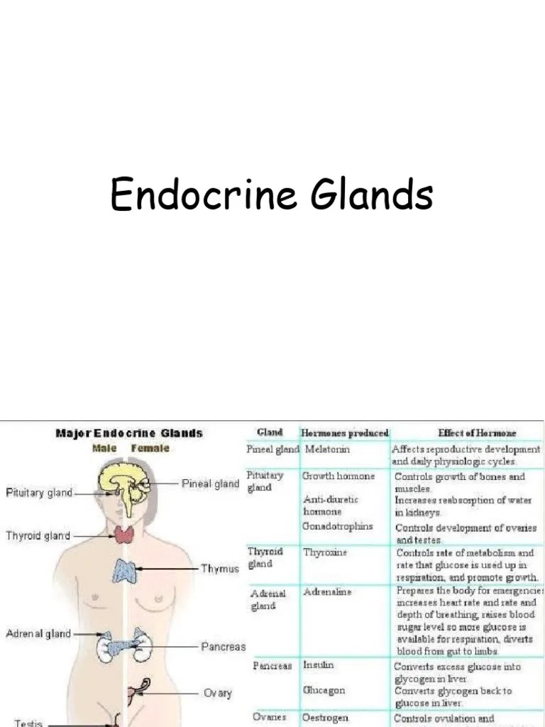 Overview Of Endocrine Glands And Hormones Pdf Adrenal Gland