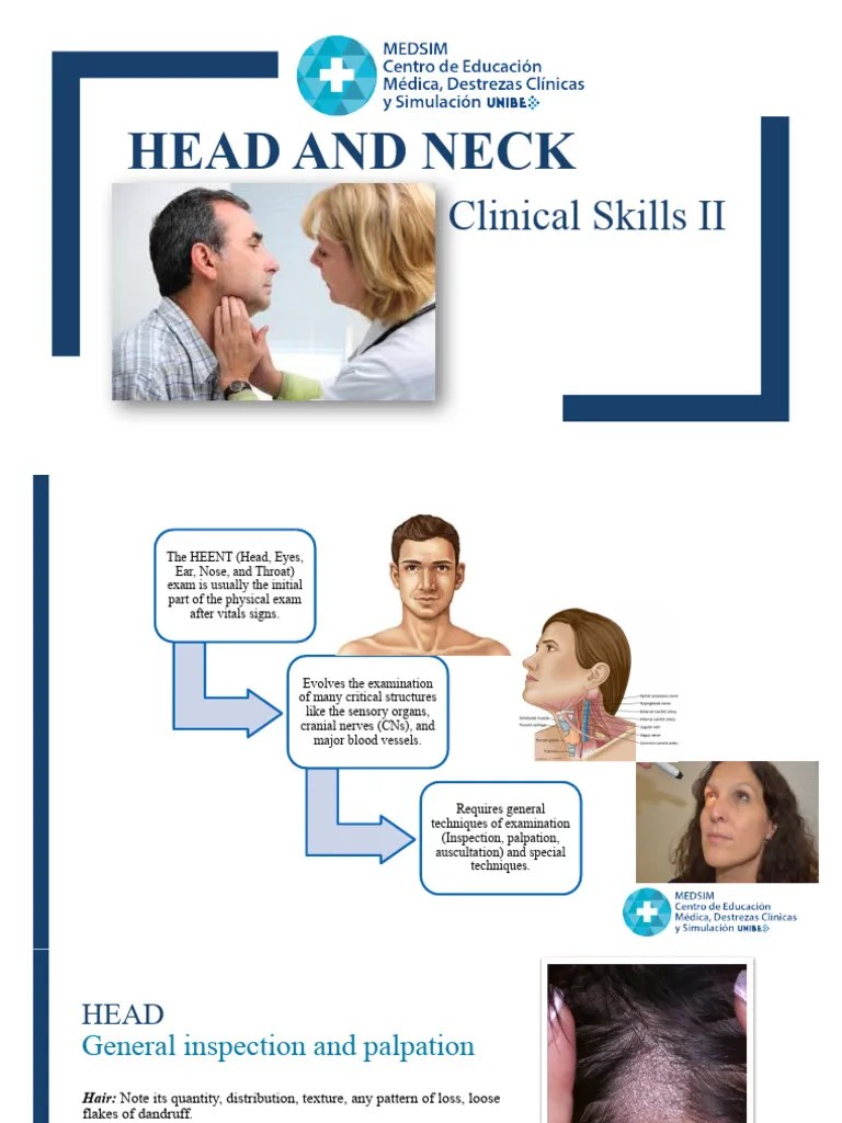 Week 3 Head And Neck Pdf Thyroid Human Nose