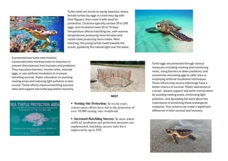 Turtle Pdf Sea Turtle Turtle