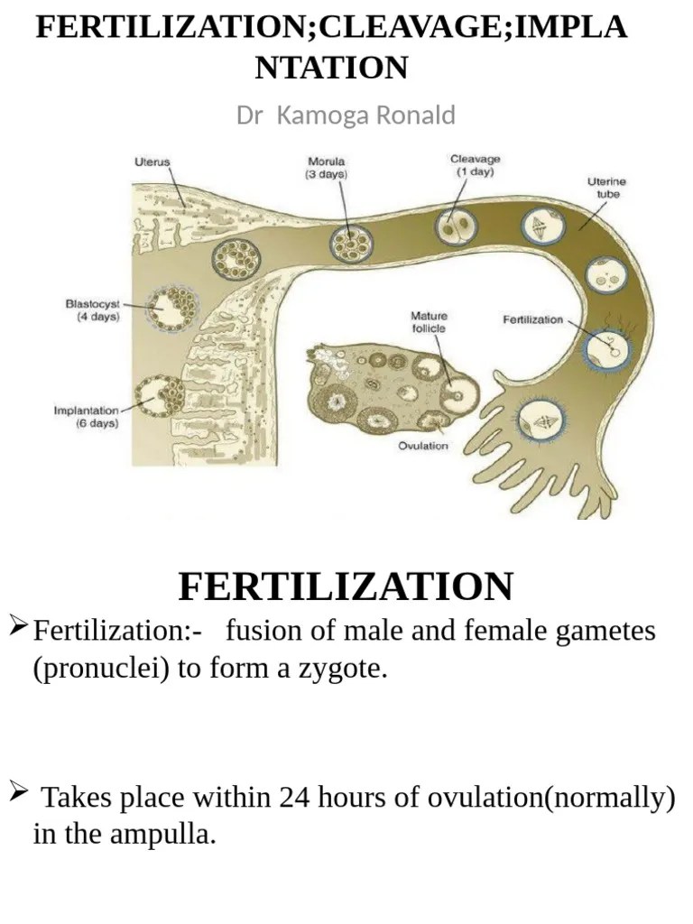 Fertilisation And Implantation(0) | PDF