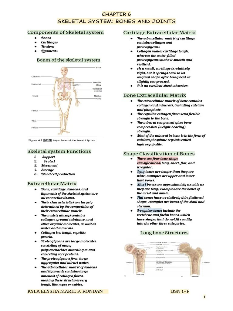 Skeletal System Pdf