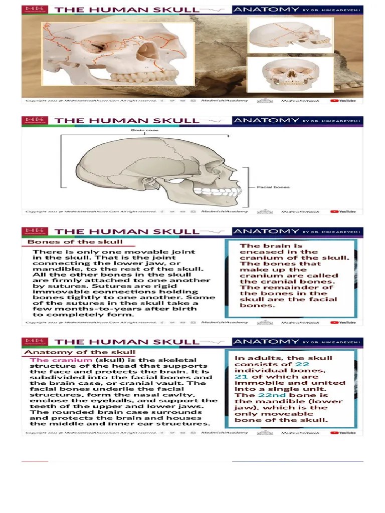 Skull Anatomy Pdf