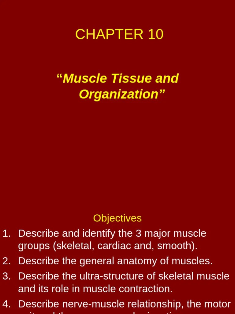 Muscle Tissue Pdf