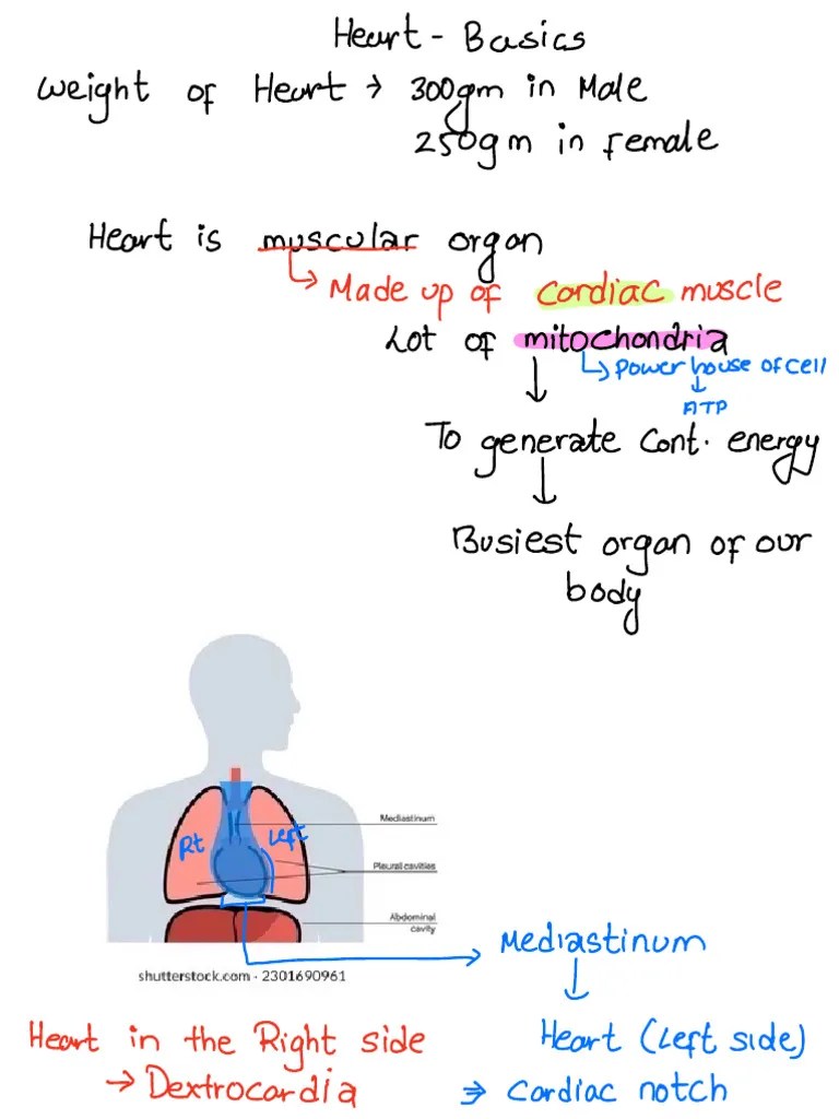 Anatomy Cardio Pdf