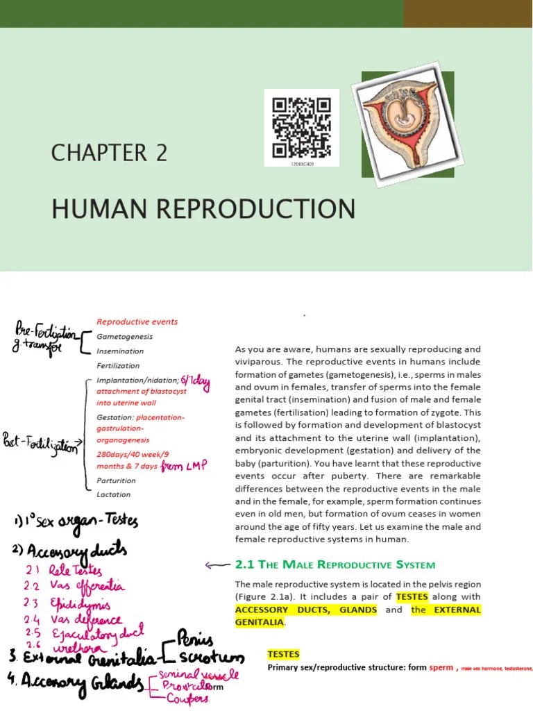 Human Reproduction 2 Pdf Menstrual Cycle Testicle