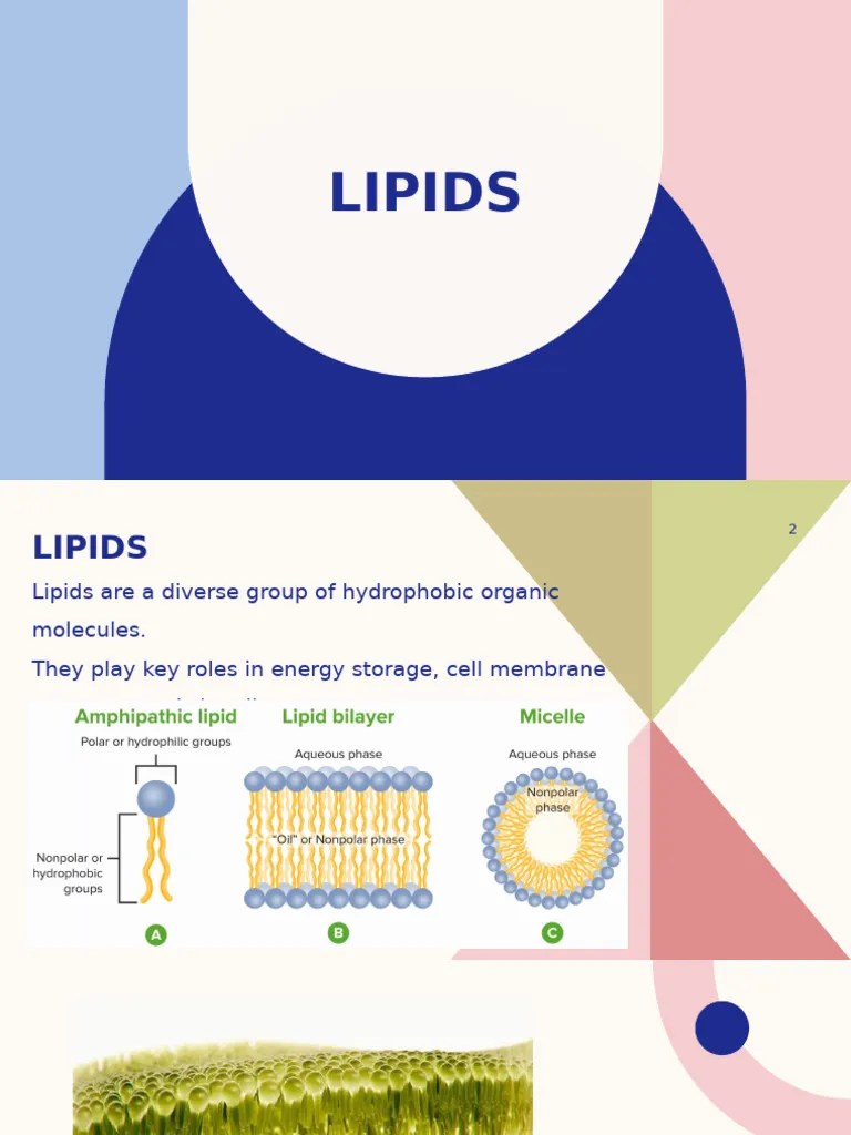 Lipids Pdf Lipid Fatty Acid