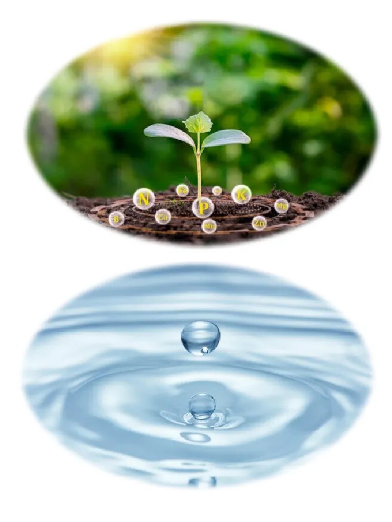 Ecosystem Flashcards Pdf