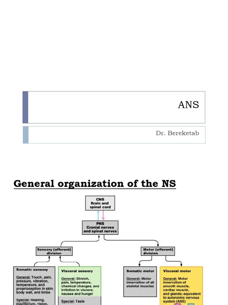 Ans Pdf Autonomic Nervous System Nervous System