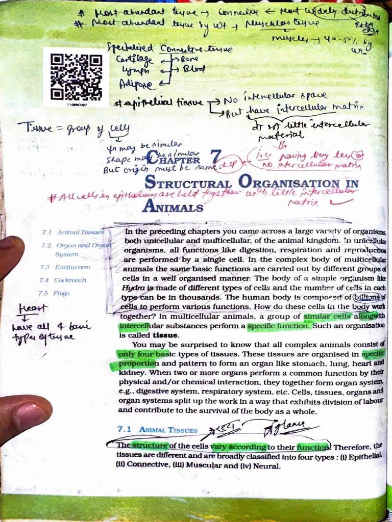 Animal Tissue Pdf Muscle Bone