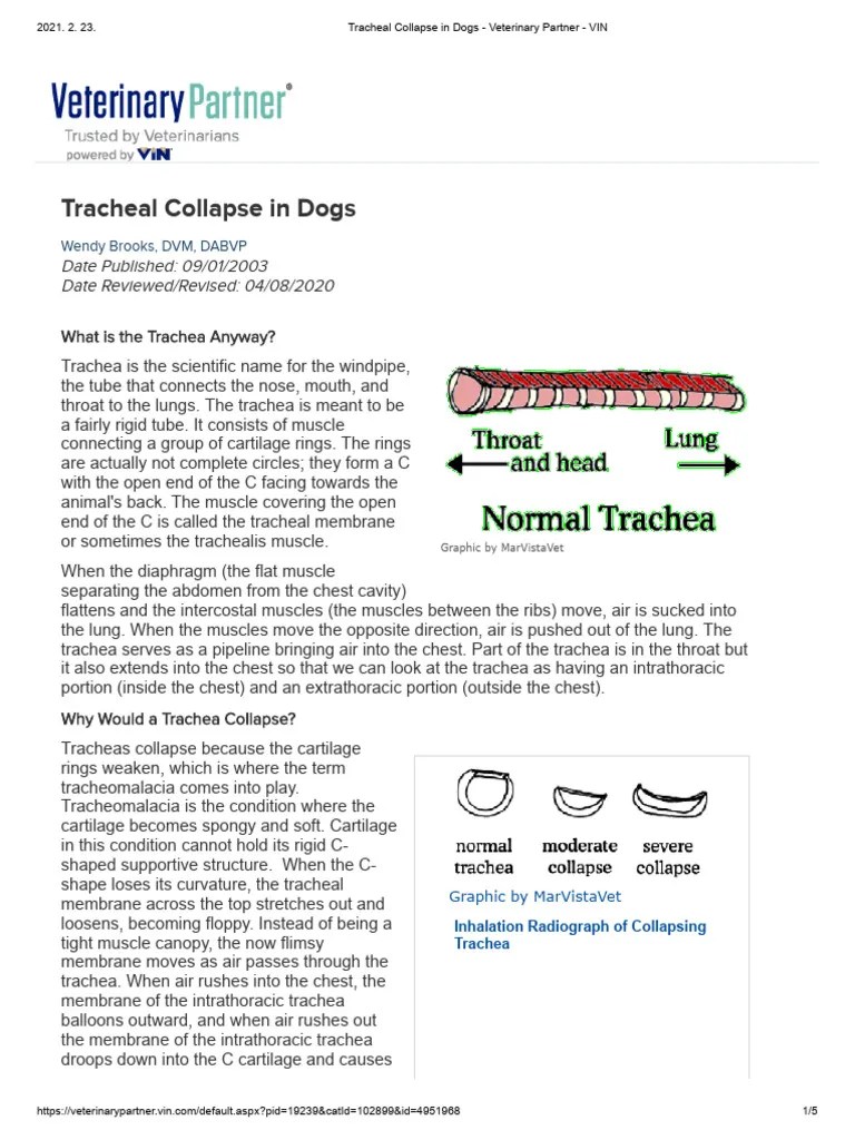 Tracheal Collapse In Dogs Pdf Respiratory Tract Thorax