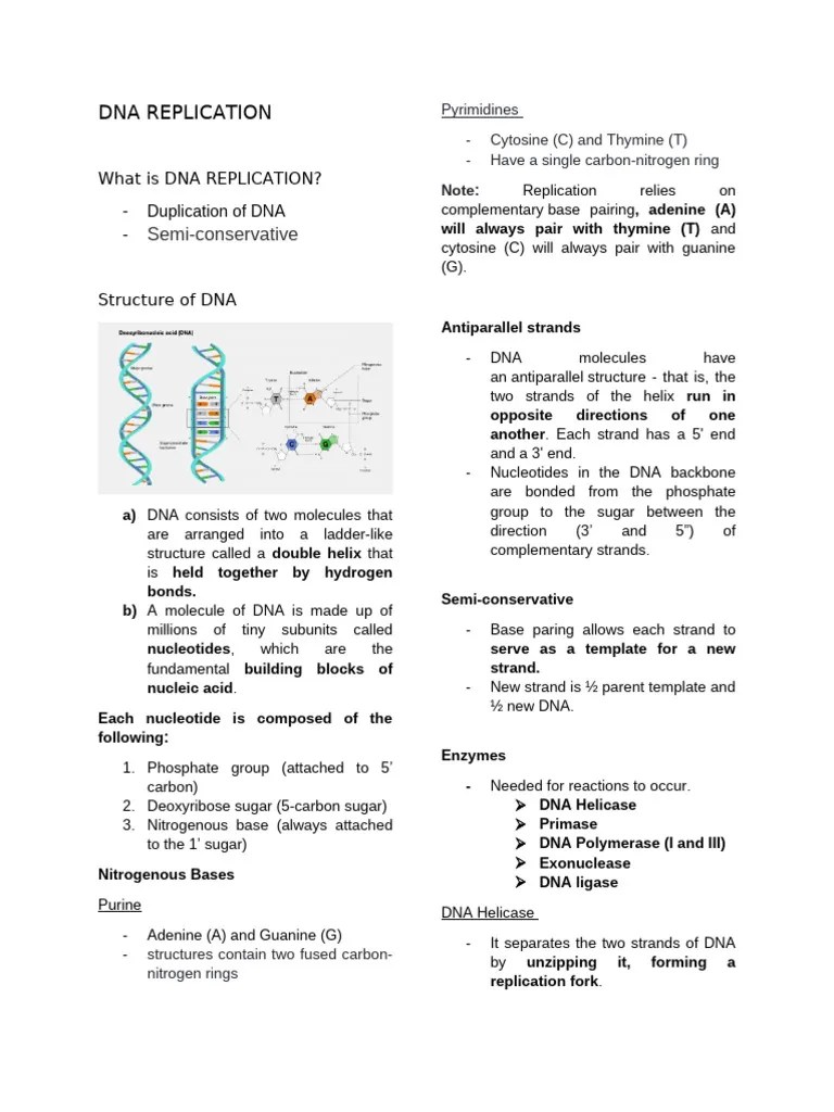 Dna Replication Pdf Dna Replication Dna