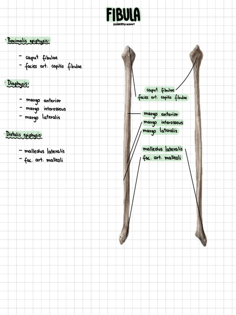 Fibula Pdf