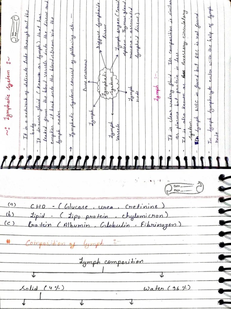 Lymphatic System Pdf