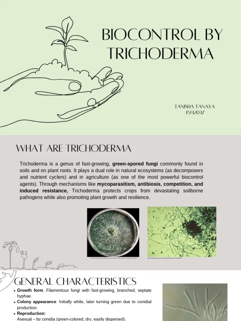 Biocontrol By Trichoderma Pdf Fungus Chickpea
