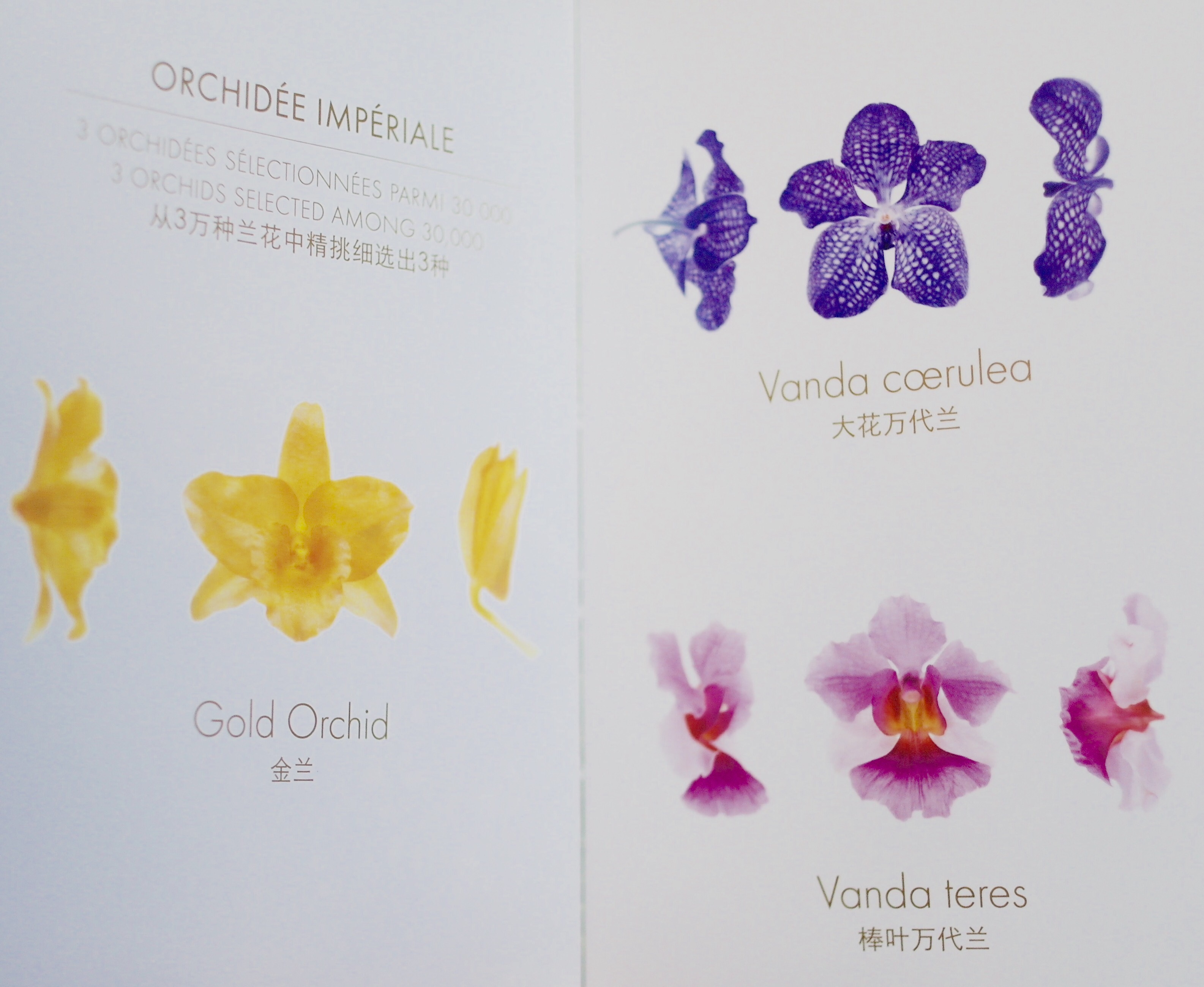 Guerlain Orchidée Impériale | immrfabulous.com