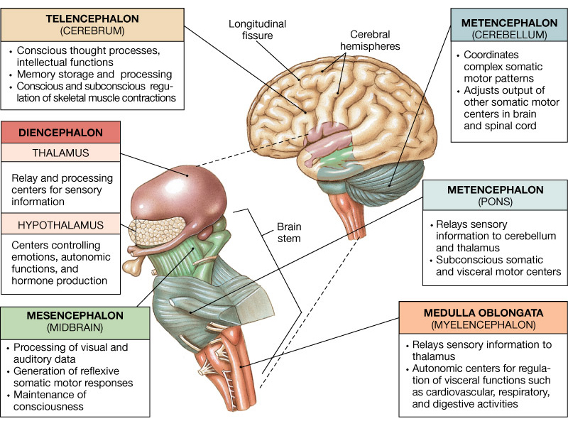 The Scarring of the Brain Stem – The Impious Digest