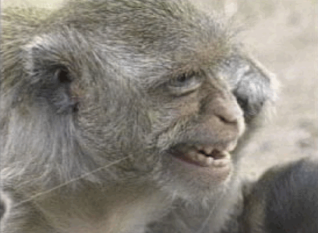Monkey flossing