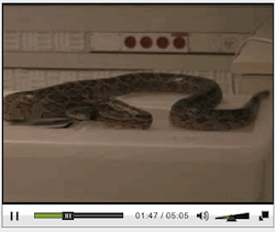 Heads Up: Snakes in your MRI tube – Improbable Research