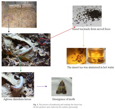 Tea that is of, If Not for, Insects — Its Place in Culture