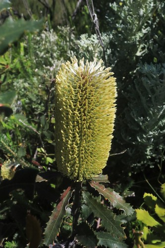 Banksia Plant - How To Grow Banksia / Banksia robur, swamp banksia, is ...
