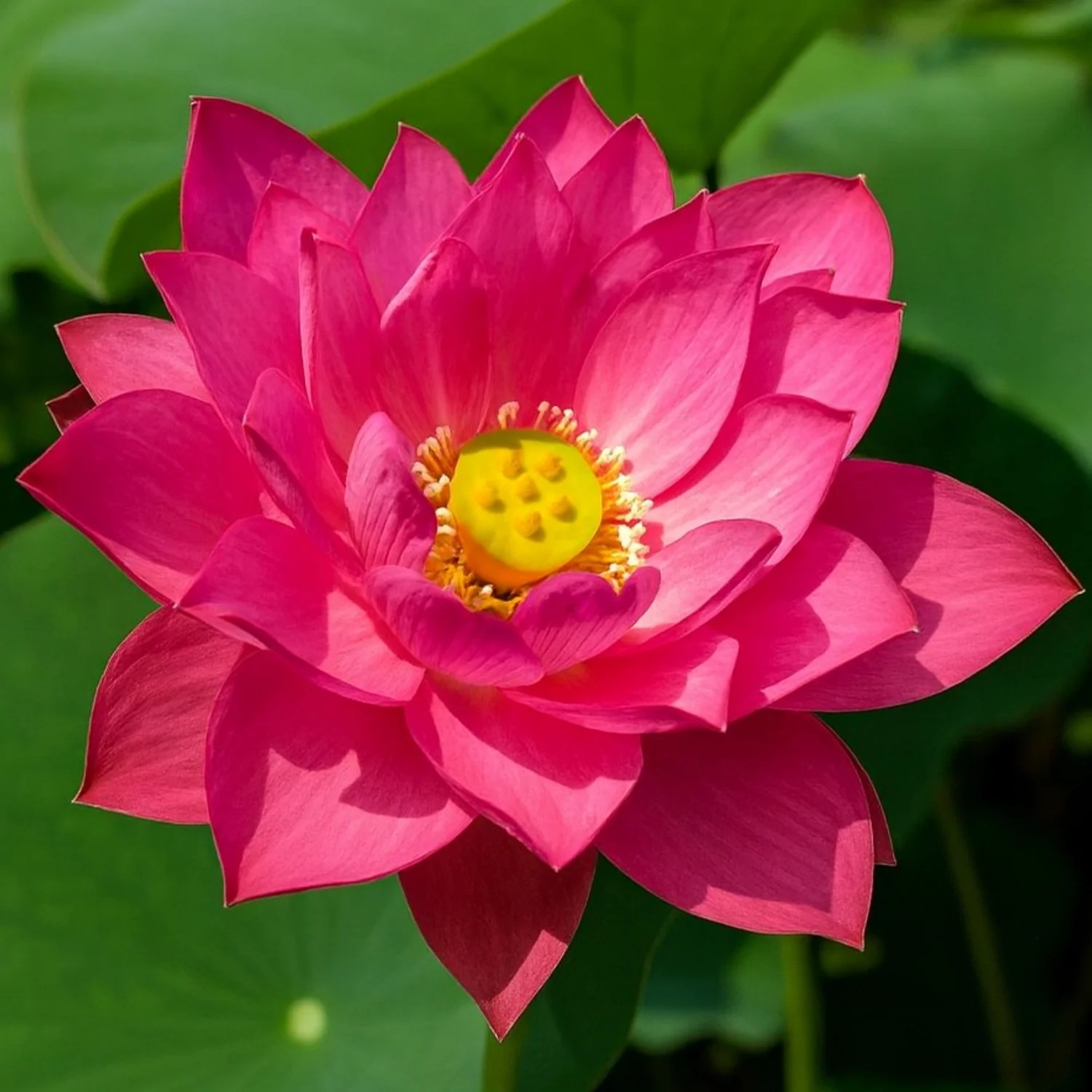 Minglew Lotus Code 02 Indian Gardens