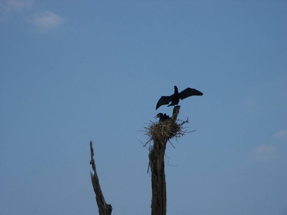 Indian Eagle - There are 24 species of eagles in India