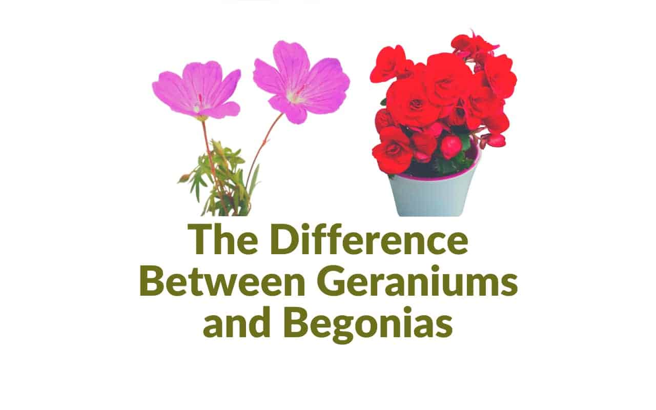 What Is The Difference Between Geraniums And Begonias? - Indoor Green Guide