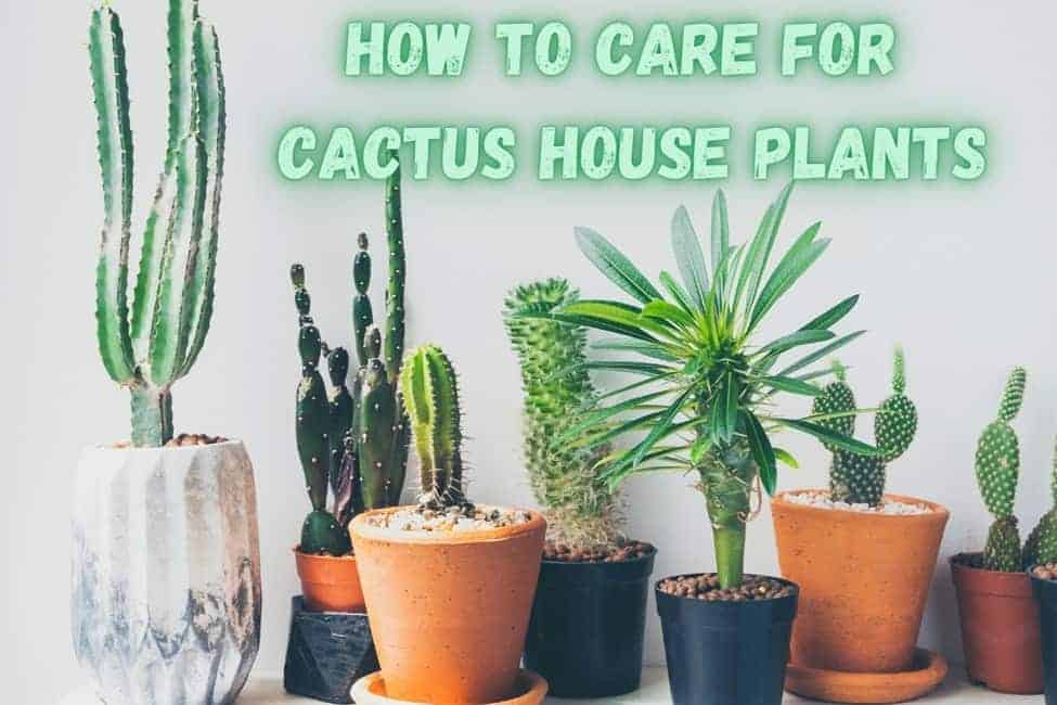 How To Care For Cactus House Plants - Indoor Green Guide
